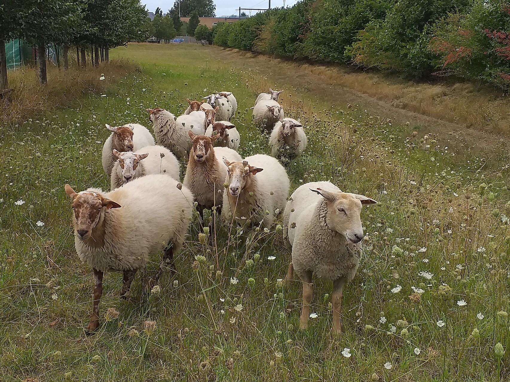 Lancement de PATURE - la plateforme d'éco-pâturage transfrontalière ...