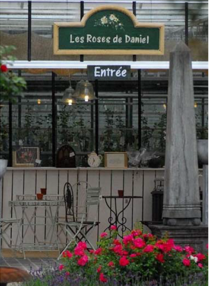 Les Roses de Daniel | Adalia