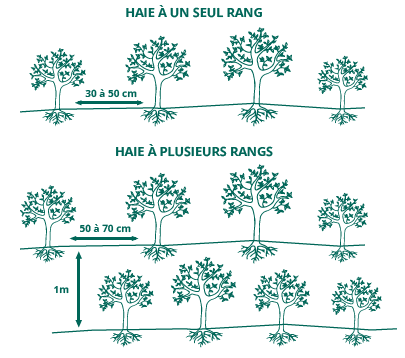 Installer une haie dans son jardin - Guide pratique | Adalia