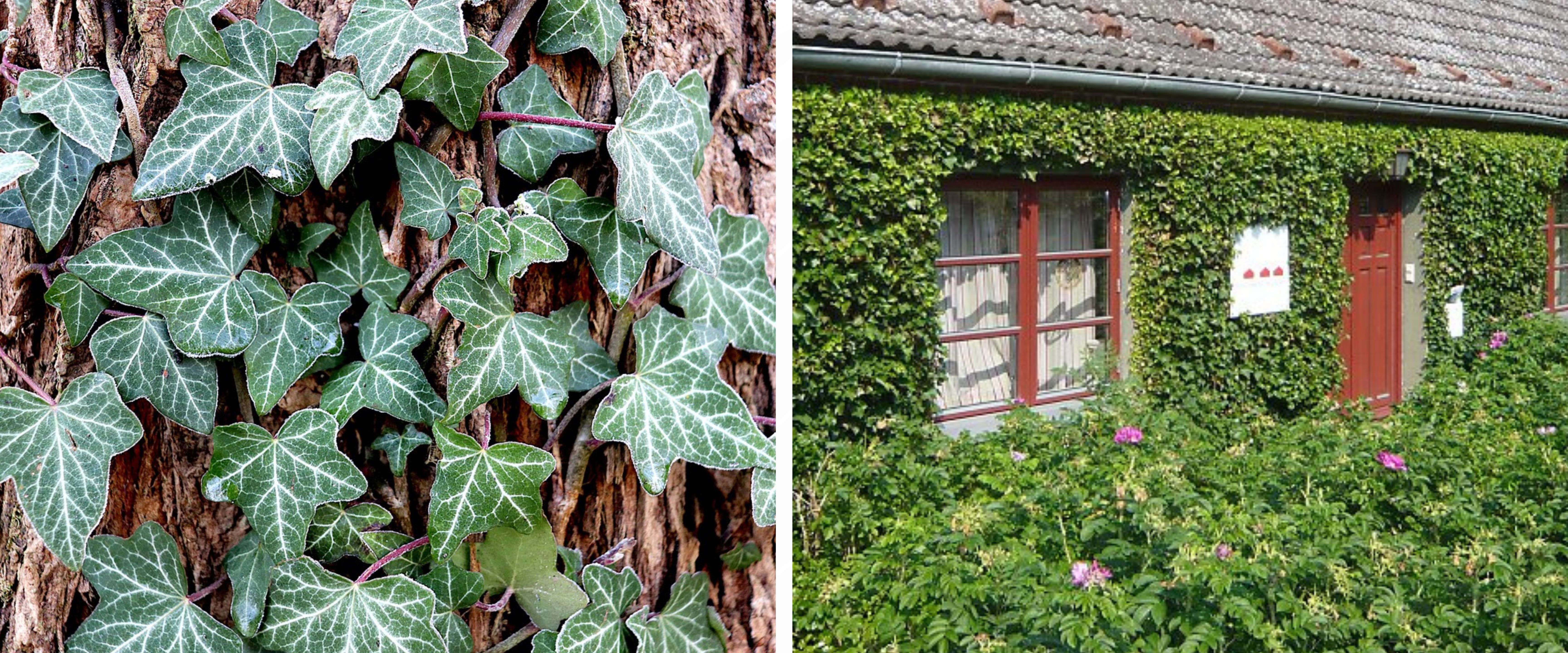 Le Lierre (Hedera Helix) | Adalia